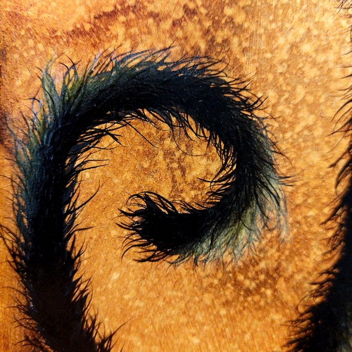 KI - Katzenintelligenz - gerst.art | Nicole Gerst